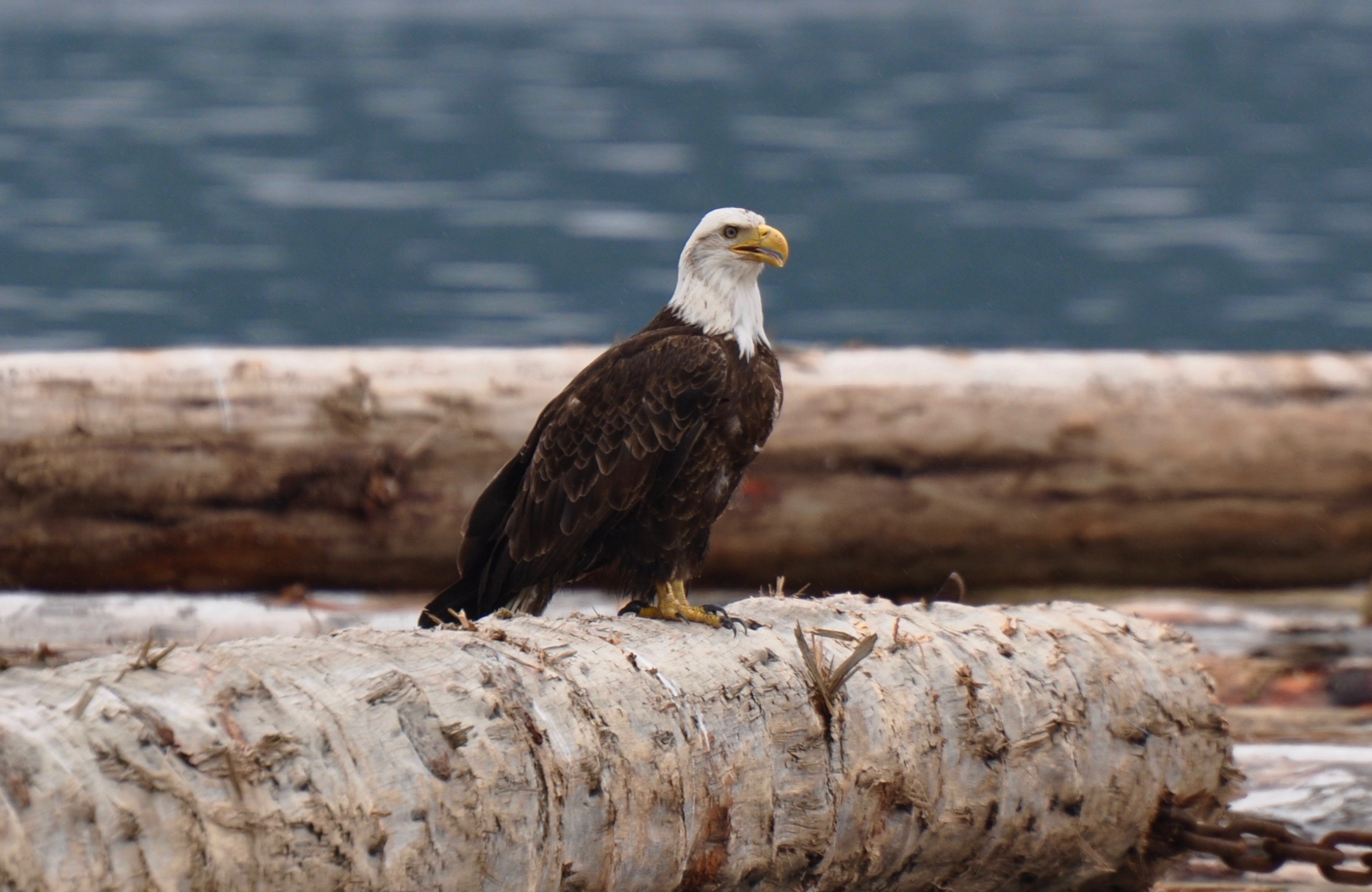Kayaking with Orcas 202 Tours in Johnstone Strait Vancouver Island